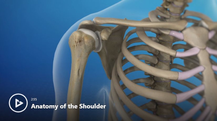 Shoulder Impingement Syndrome (Bursitis or Tendonitis) | Orthopedists ...